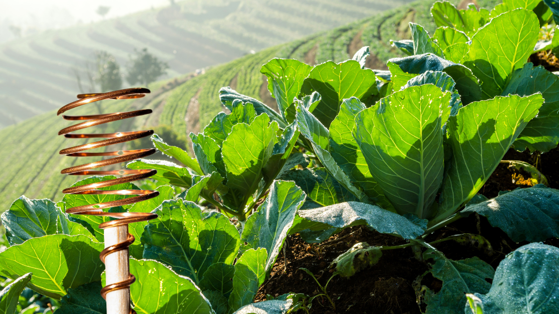 A Comprehensive ELECTROCULTURE Farming Guide | by Electroculture ...