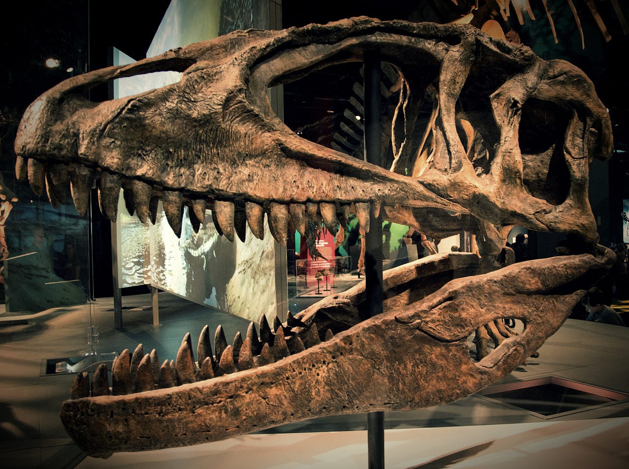Barinasuchus: The Largest Terrestrial Predator of the Cenozoic | by ...