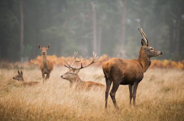 Why Texas Hunters Are Flocking To Independence Ranch | by INDEPENDENCE ...