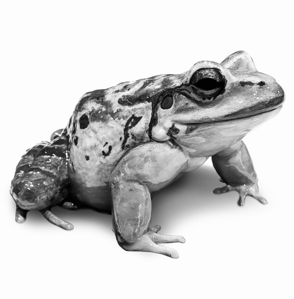Persistence - Mountain Chicken Frog Blog - Medium