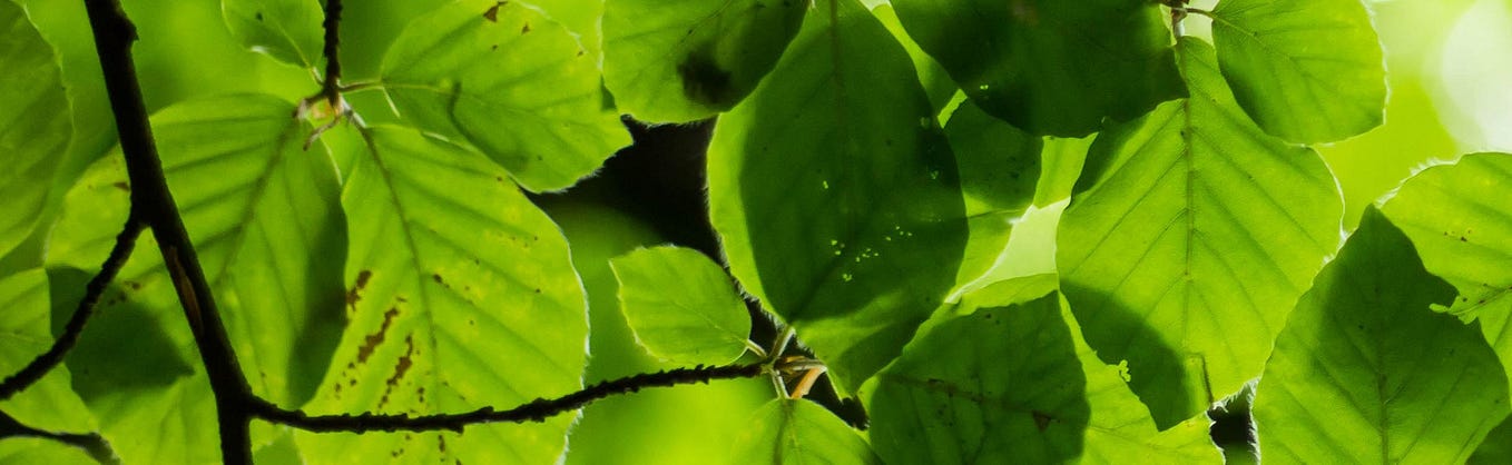 Clover Rest Api Basics With Postman By Emily Lucek Clover Platform Blog Medium