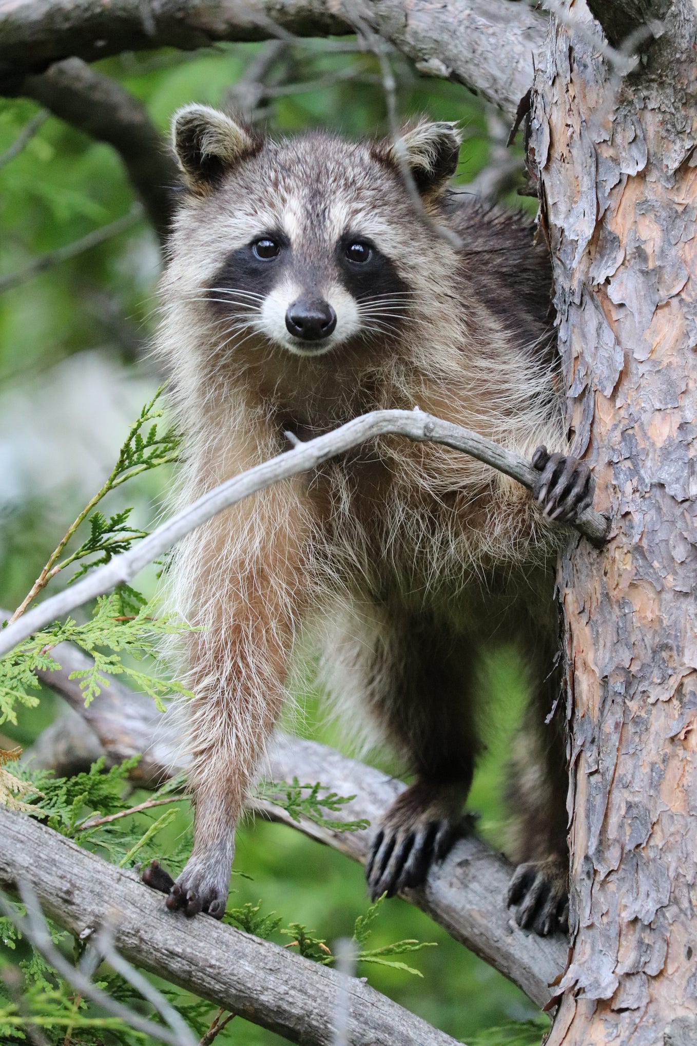 Have You Ever Wanted to Talk to Animals? | by Adam Fritz | The New ...