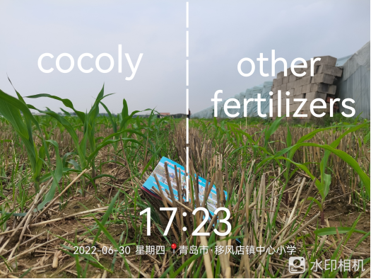 More and more farmers choose cocoly granular water-soluble fertilizers ...