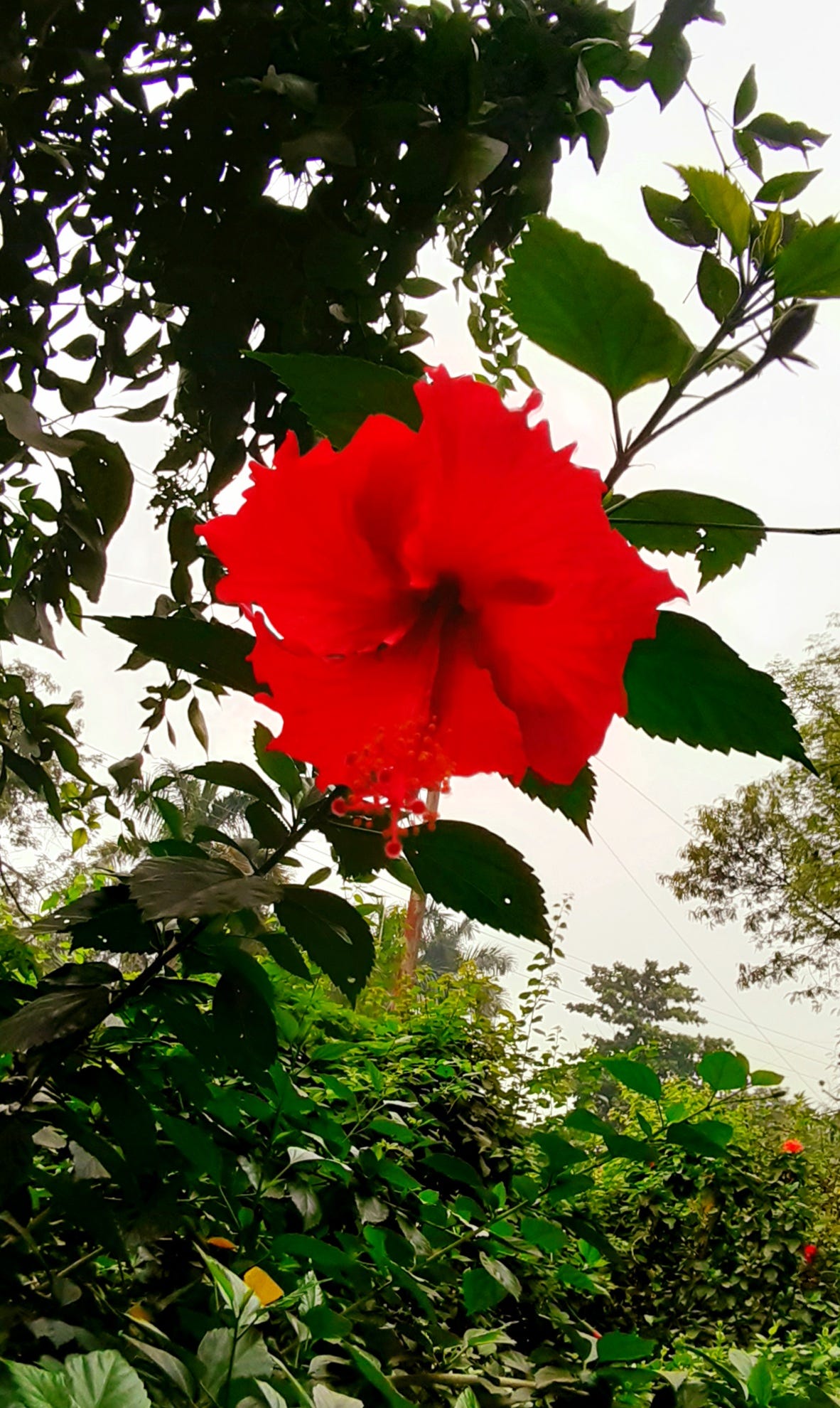 Red --- One Color Many Shades - Picture This - Medium