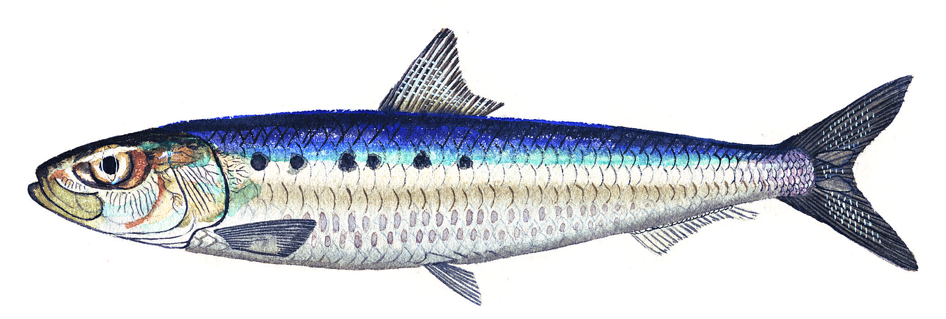 Automated mapping of sea surface temperature with shell scripting, R and Python | by Sam ...