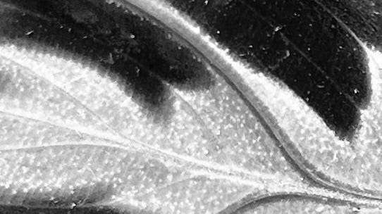 The Philosophy of “Time Bomb Tactics”: Surviving the Minefield of Facts ...