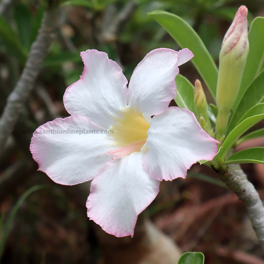 Lemon grass - santhi santhi - Medium