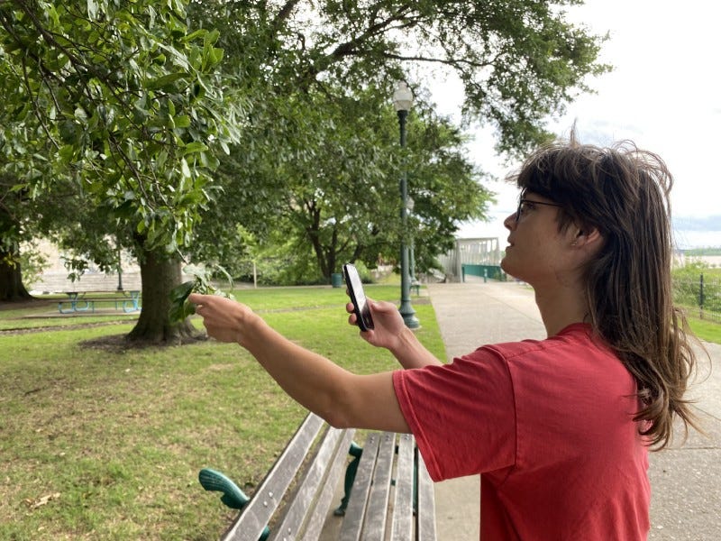 The tree-mendous environmental benefit of the riverfront canopy | by ...