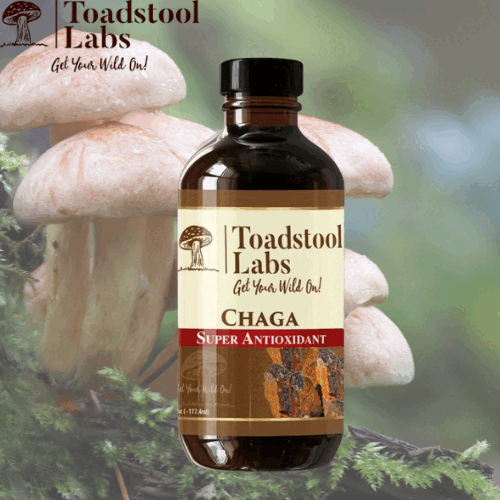 Superfoods at Your Fingertips: Where to Buy Chaga and Turkey Tail for Immune Support | by ...