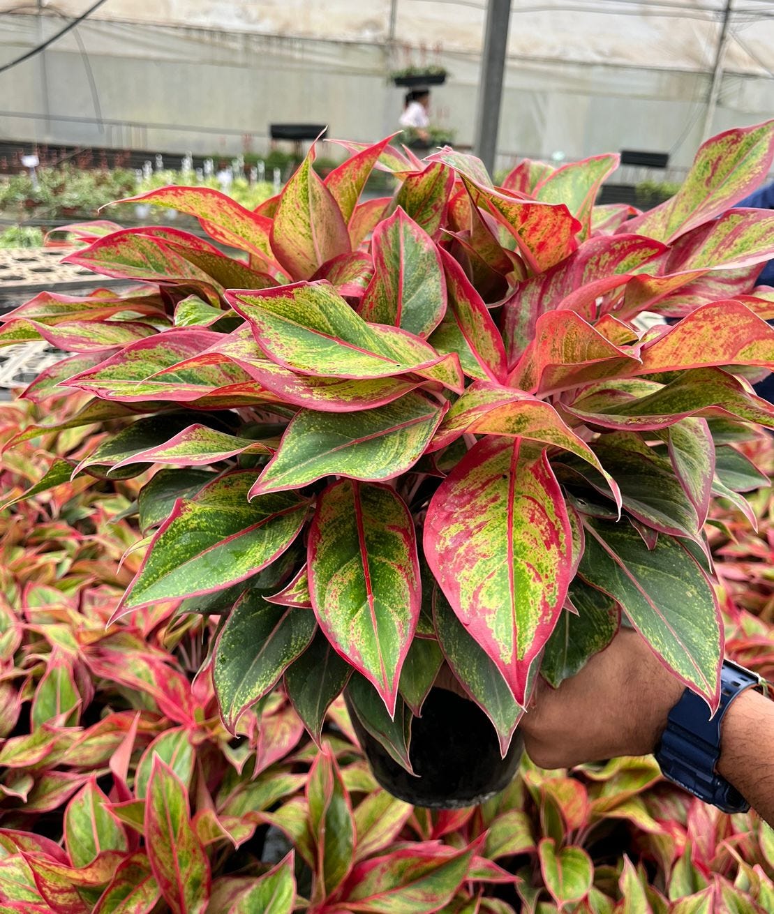 Title: A Beginner's Guide to Eugenia Plant Care | by Hrishikesh ...