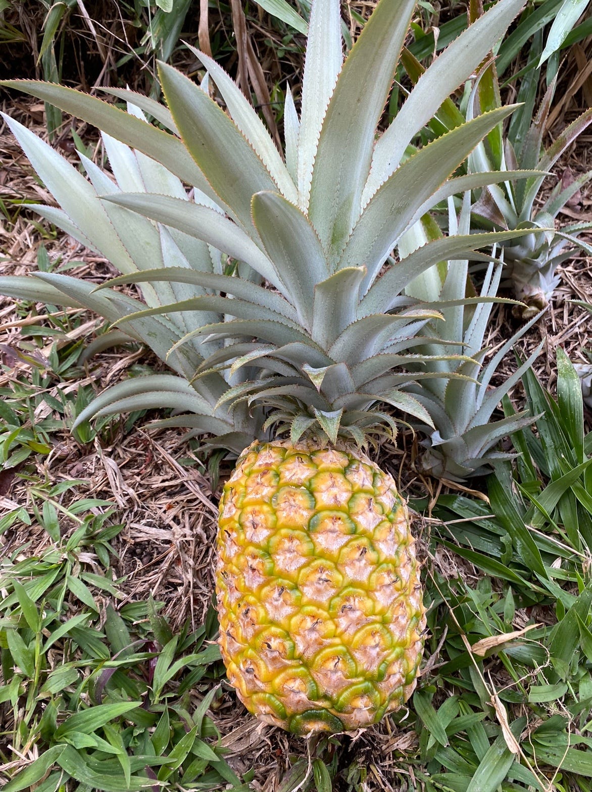 Cas: The Tart and Nutritious Costa Rican Fruit | by ...