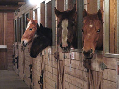 Stable Blocks UK and Mobile Stable | by Woodhouse Stables | Medium