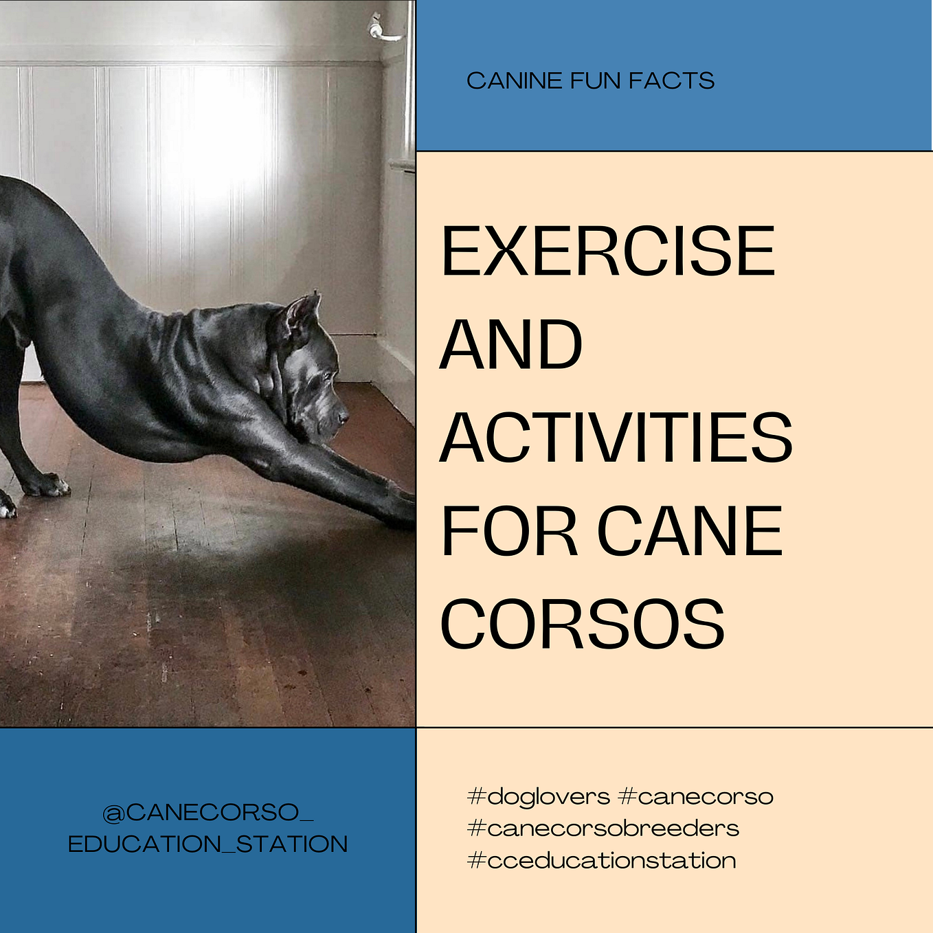 Tips for training and caring for a Cane’ Corso Italian Mastiff | by J.R ...