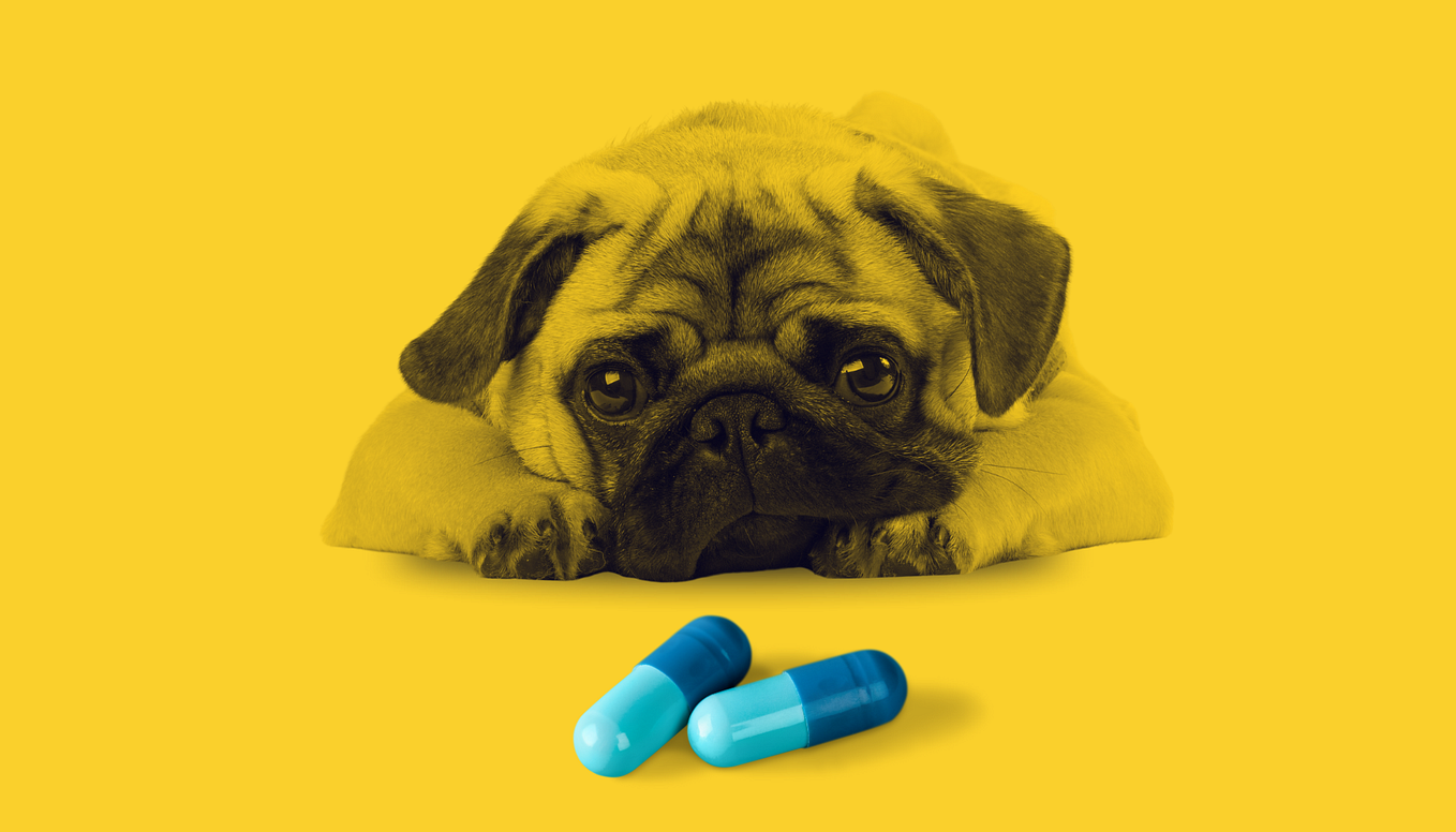 The Bigfoot Brouhaha: A Pug’s Perspective on California’s Cryptid Craze ...