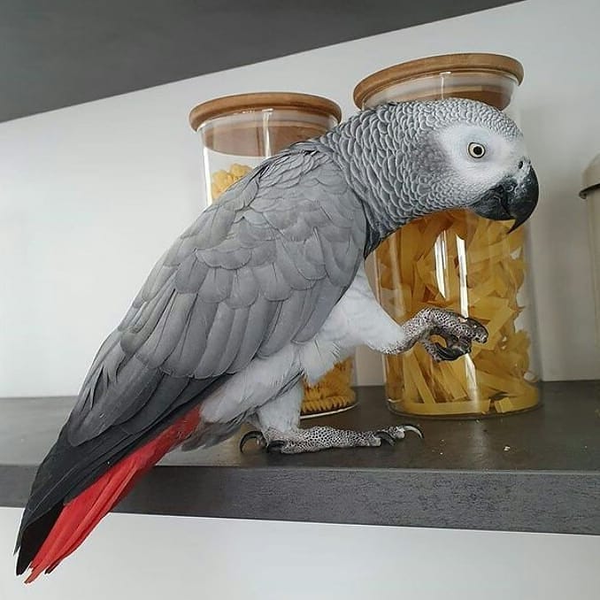 African grey parrot for sale. African grey parrot for sale | by Jerry ...