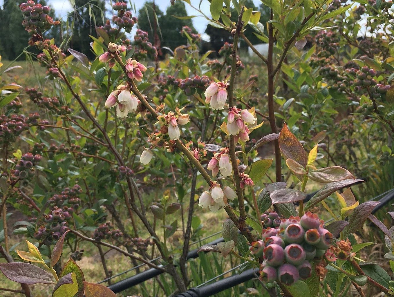 Improving Vineyard Water Use Efficiency | by Napa RCD | Resource ...