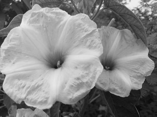 How to Convert Color Image to Grayscale Online - Imagegrayscale - Medium