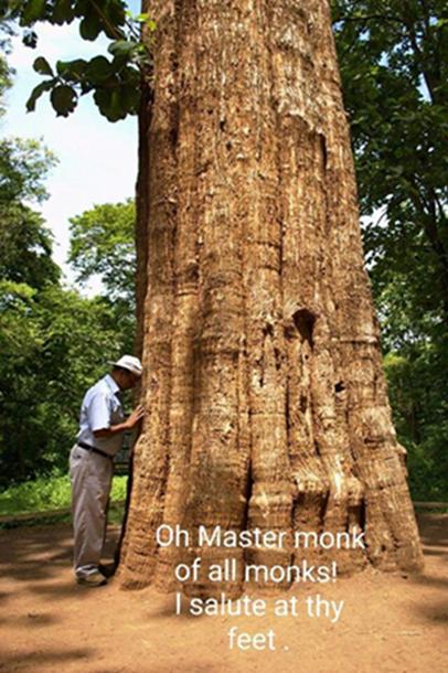 THREATENED HEALERS OF INDIA. — -An effort to protect India’s wild… | by ...