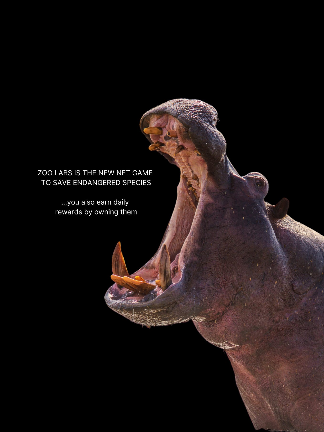 The Evolution of Virtual Pets: How Zoo Labs is Changing the Game | by ...