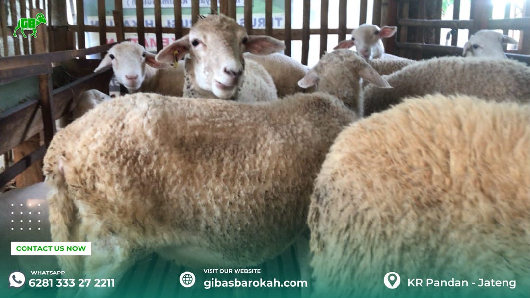 Jual Kambing Saanen di Indonesia -GB Farm | by GB Farm | Medium
