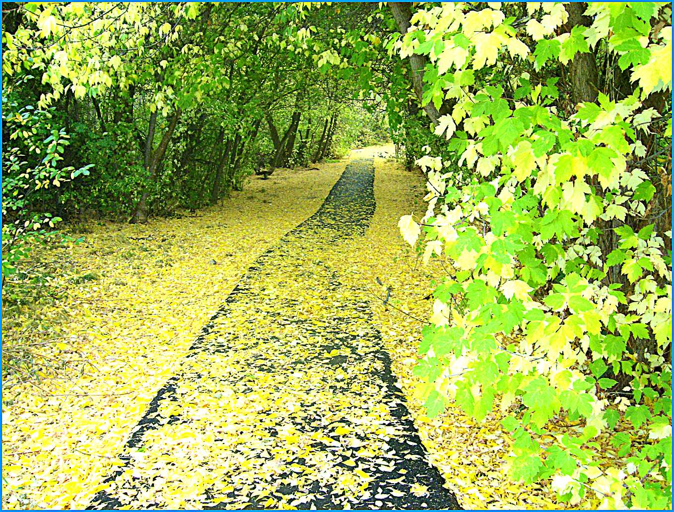 A Solemn Farewell to Nature’s Beauty | by Lily Lum | In Living Color | Oct, 2024 | Medium