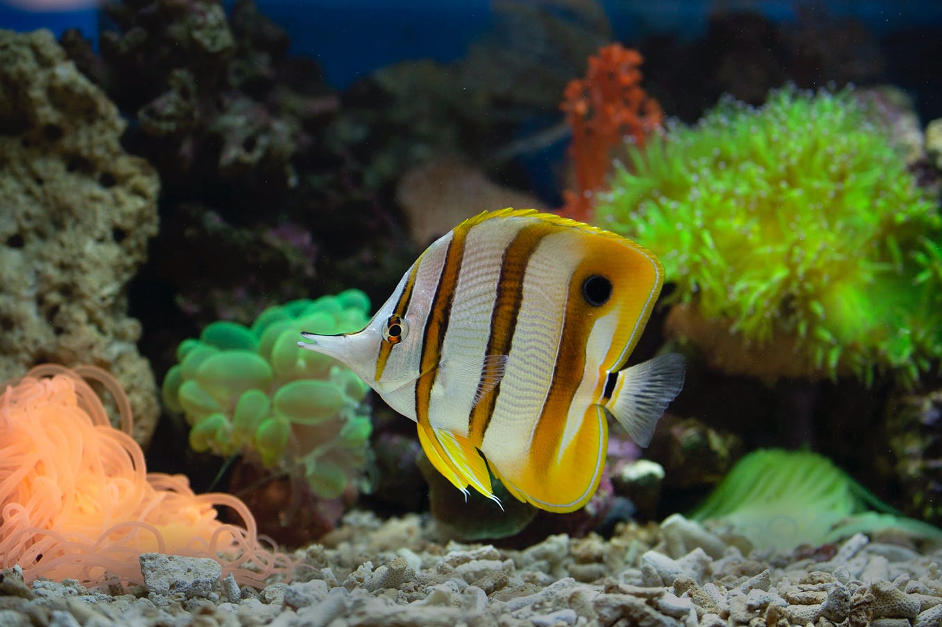 Step-by-Step Guide to Setting Up a Tank with Sand Substrate | by ...