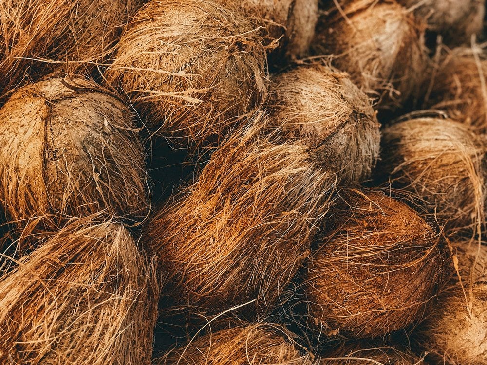 Bisnis Kelapa Kopra Kelapa dan Jangkauan Pasarnya | by Igorpratama | Medium