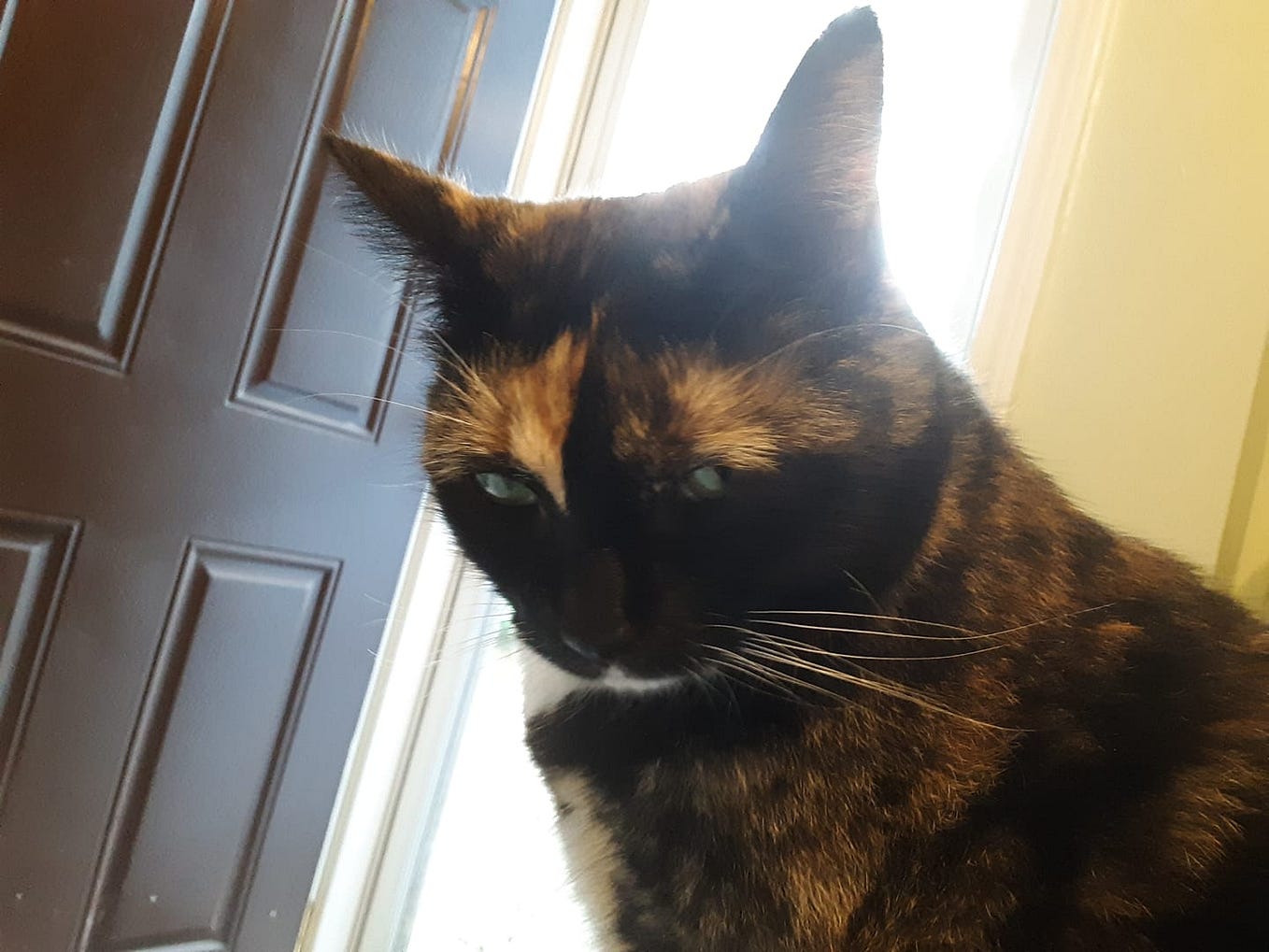 Second Tale (Tail) of Two Cats. Back to Fancy Pants and Fluffy Butt. Or ...