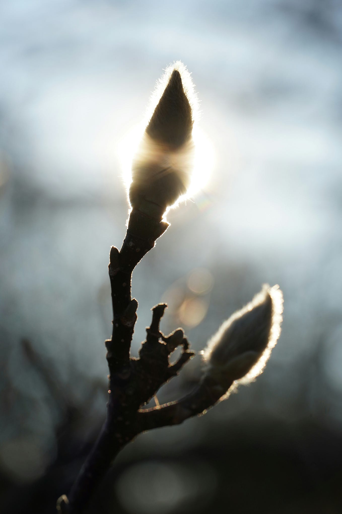 A Final Sonnet - Know Thyself, Heal Thyself - Medium
