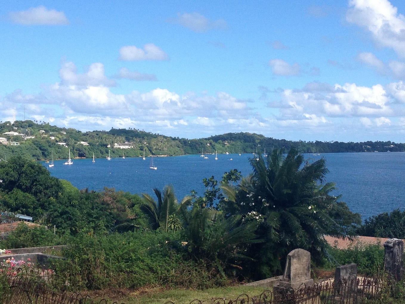 Puakas. Pigs in Tonga | by Katie Kragh | Life in Vava’u | Medium