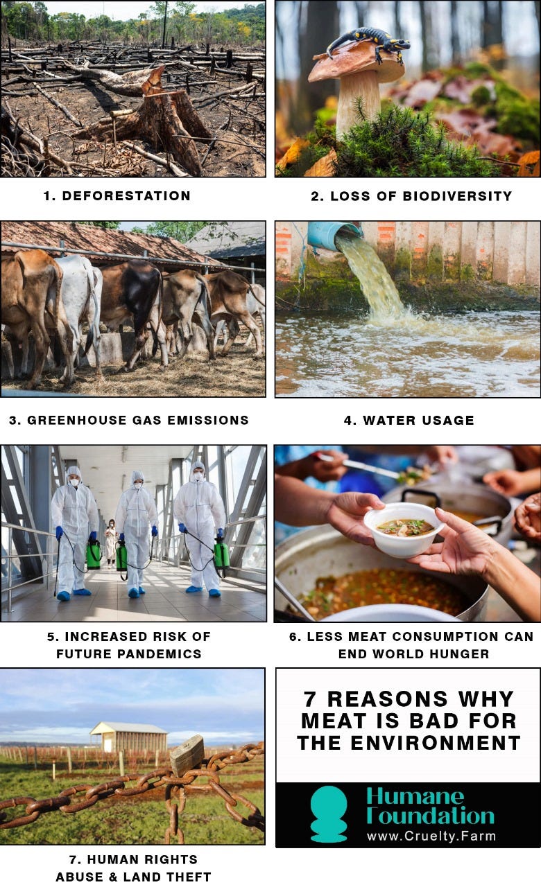 The Disturbing Reality of Factory Farming Cruelty | by Chapes-JPL | May ...