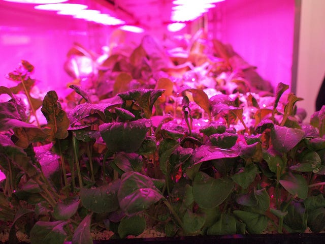 7 of the Best Crops for Vertical Farming | by Mark Crumpacker | Medium