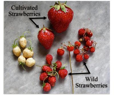 To Breed or Not to Breed? Self-Incompatibility Prevents Inbreeding in ...
