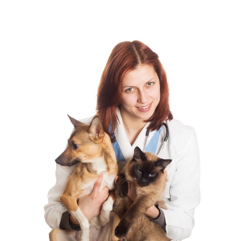 Katherine Marraccini Provides Tips for New Dog Owners | by Kate ...