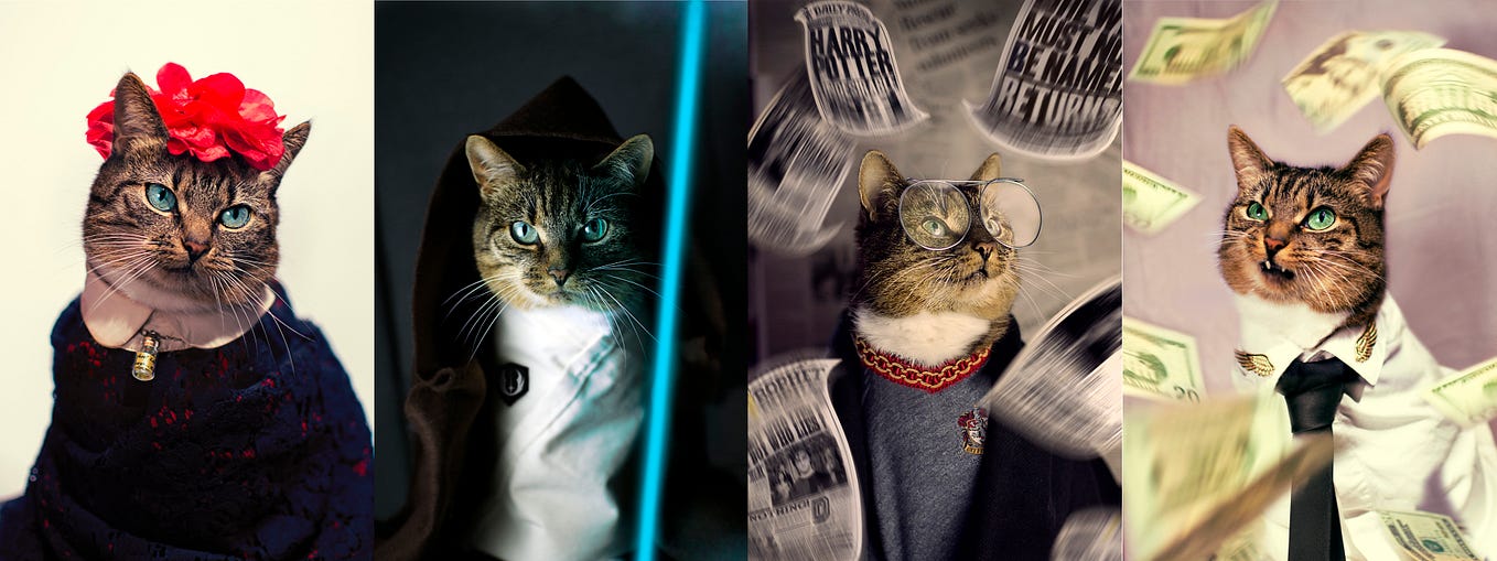 My Leukemic Cat Is A Fashion Icon! | by Jason McGroarty | Vantage | Medium