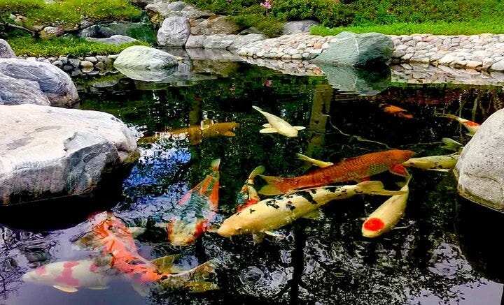 Understanding The Benefits Of Pond Filter Systems | by GC Tek | Jul ...