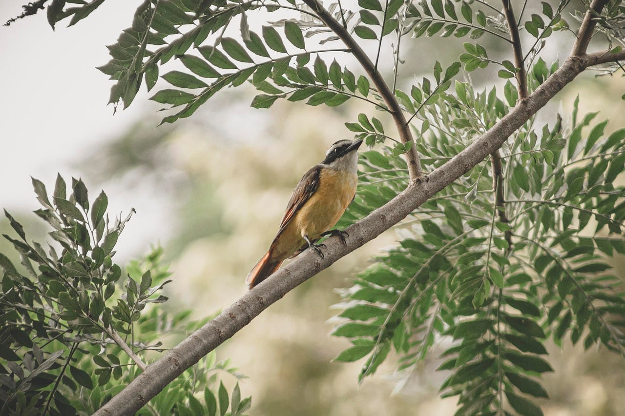 Write for The Lark. Submission guidelines for a short story… | by ...
