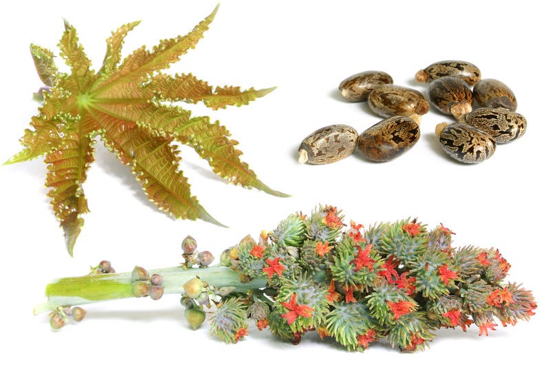 What’s the Secret to Successful Castor Seed Growth? | by Mia | May ...