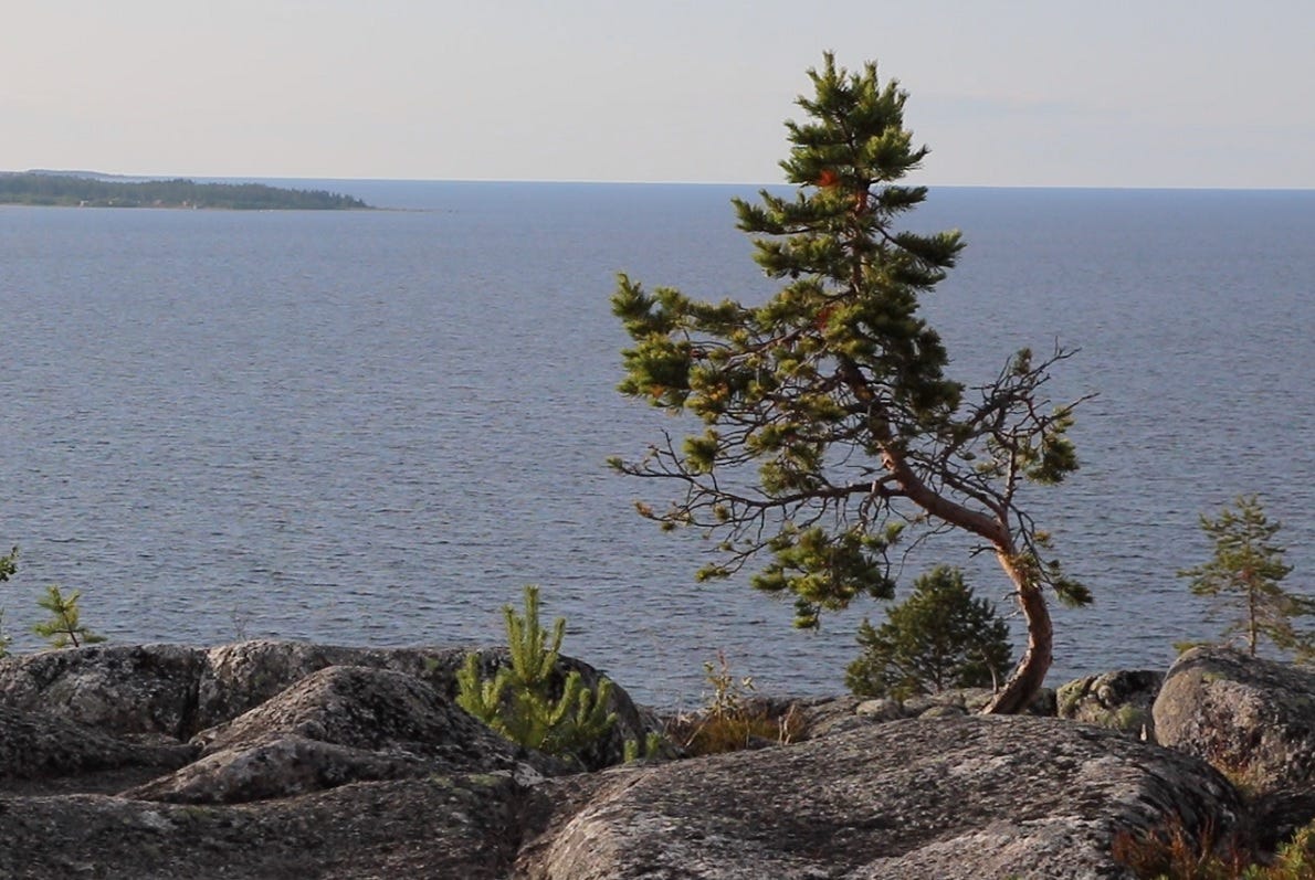 I am not a tree. Yesterday, I wrote a piece on human’s… | by Fredrik ...