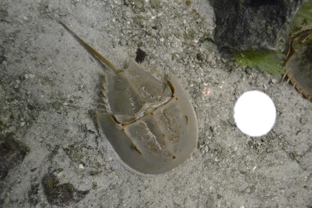 Florida Fungus: A fascinating find right at your feet | by Conservancy ...