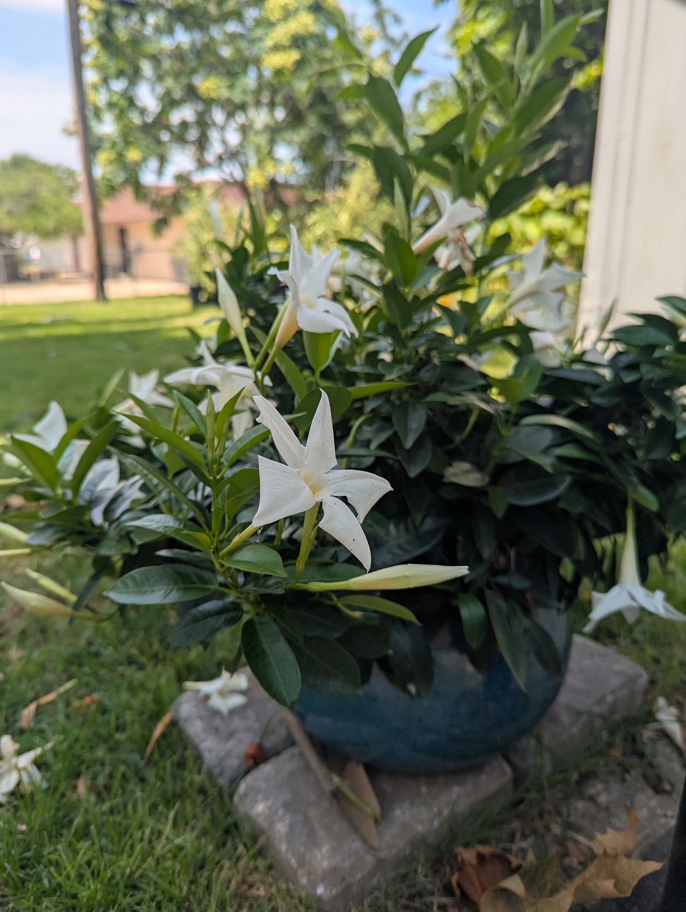 agree - Jeannie.Chambers - Medium