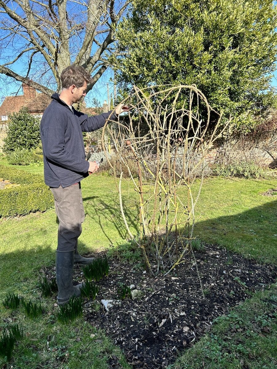 Pruning Service In Haywards Heath | Good-gardener.co.uk - Goodgardener ...