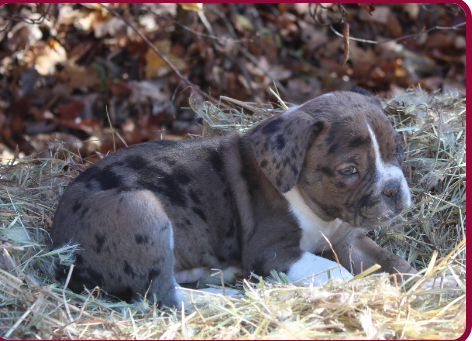 6 Interesting Facts About The Alapaha Blue-Blood Bulldog That You Must ...
