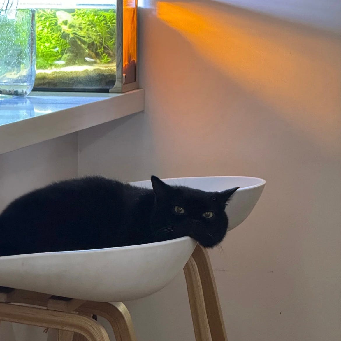 The Cats In Our Lives (3). A remarkable three legs cat | by Vida Lu | Catness | Medium