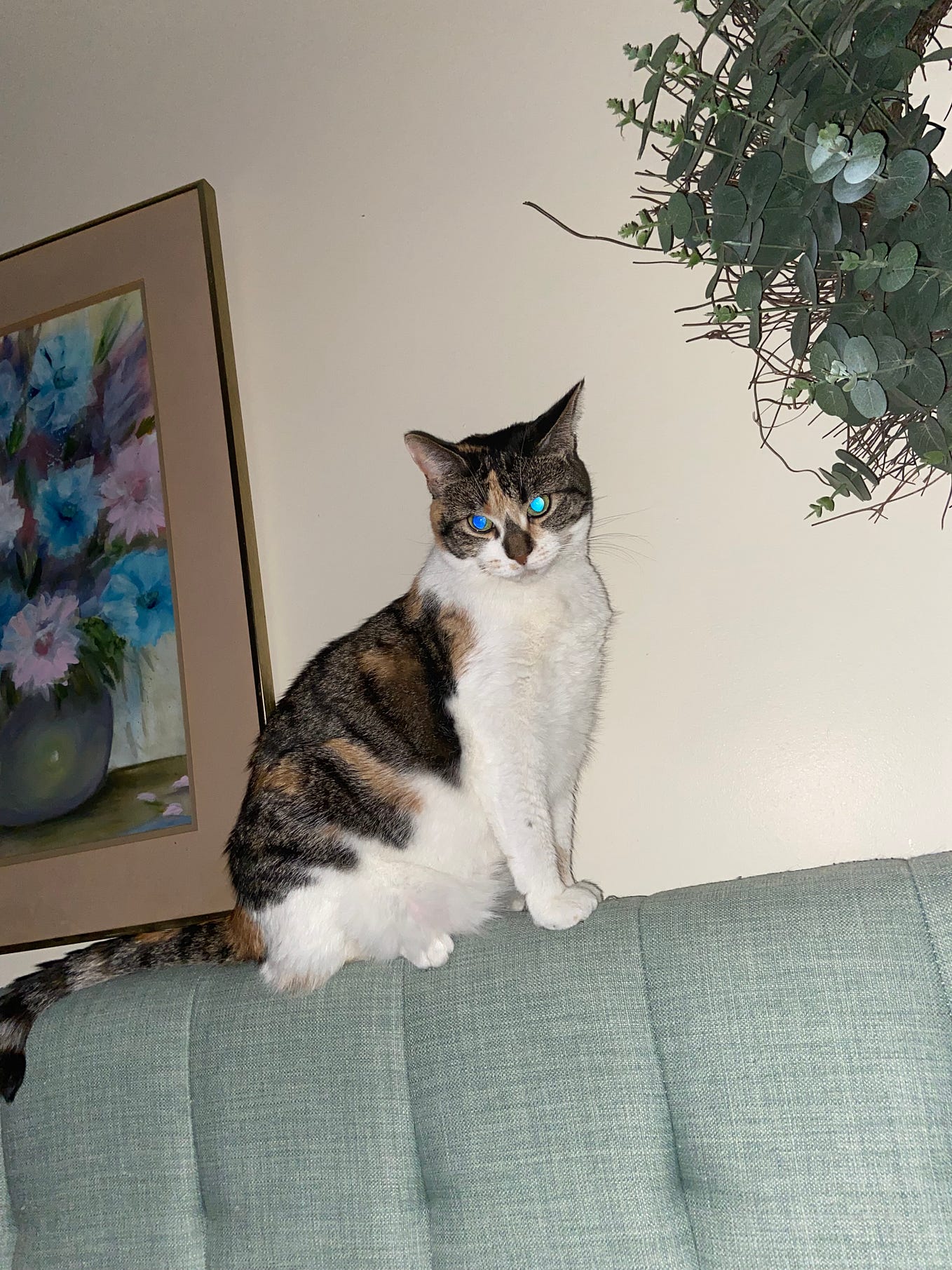 5th Episode — The Adventures of the Calico Cat | by Patricia Beach | Medium