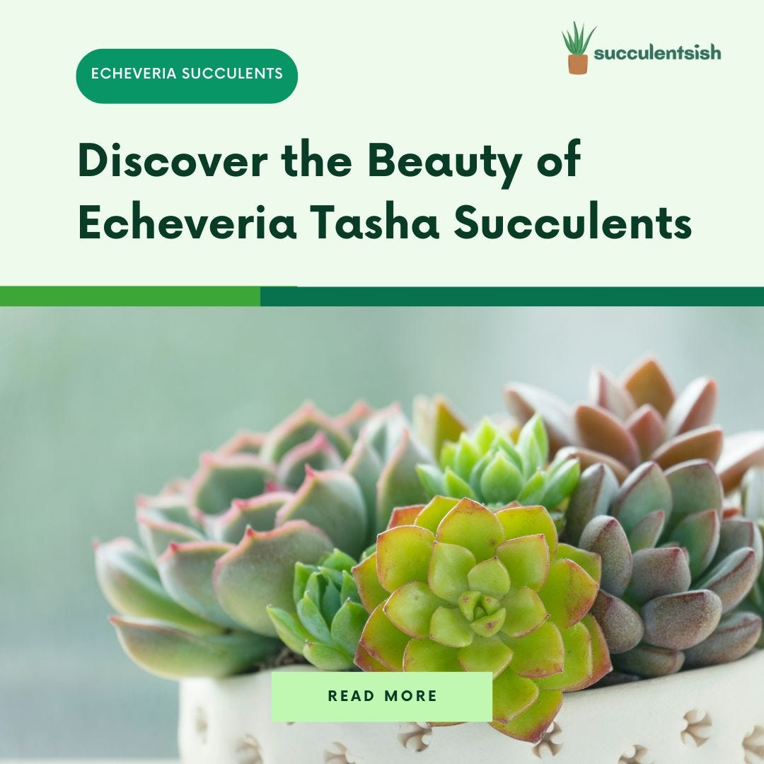 8 Adorable Positive Succulent Quotes to Brighten Your Day | by ...