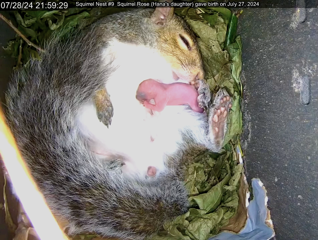 🐿️Issues with Wild Squirrel Nest Boxes🌡️ This Extreme Heat is Extremely ...