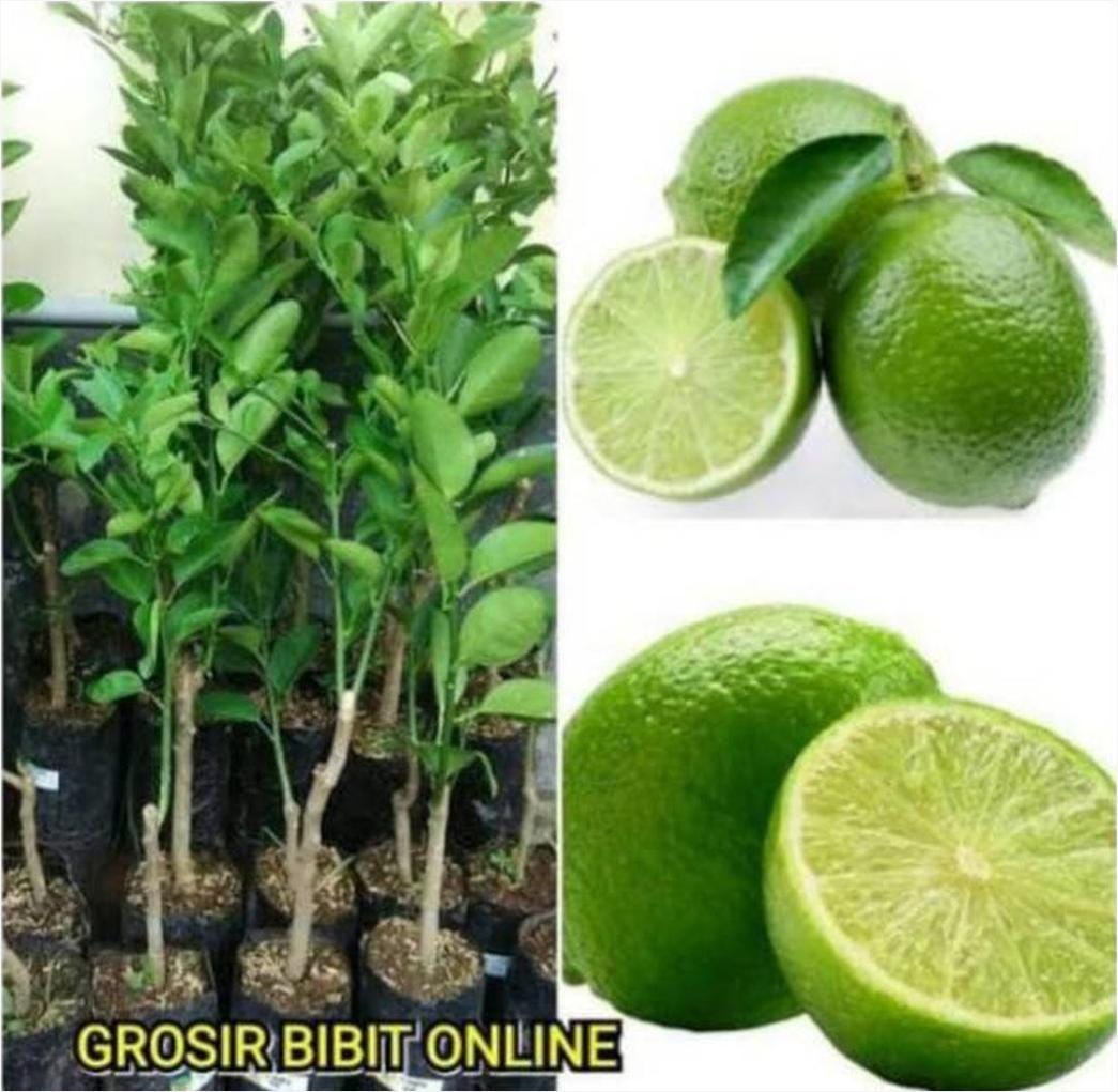Bibit Pohon Gamal Untuk Rambat Vanili Cutting Stek Batang Tegal | by ...