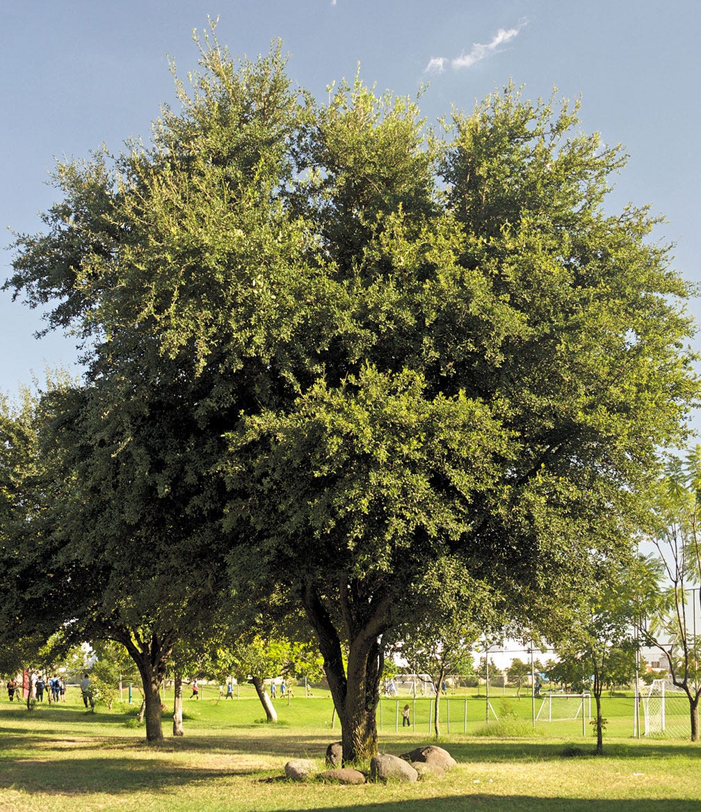 Huizache, una especie ideal para las zonas cálidas - Viveros Tamez - Medium