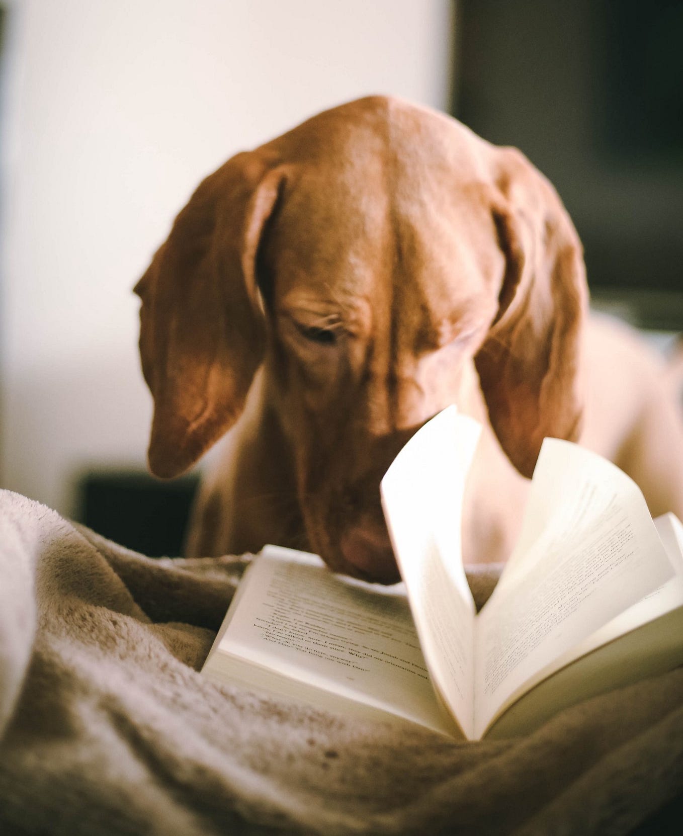 5 Ways To Sell Your Used Books. How to turn your books into cash | by ...